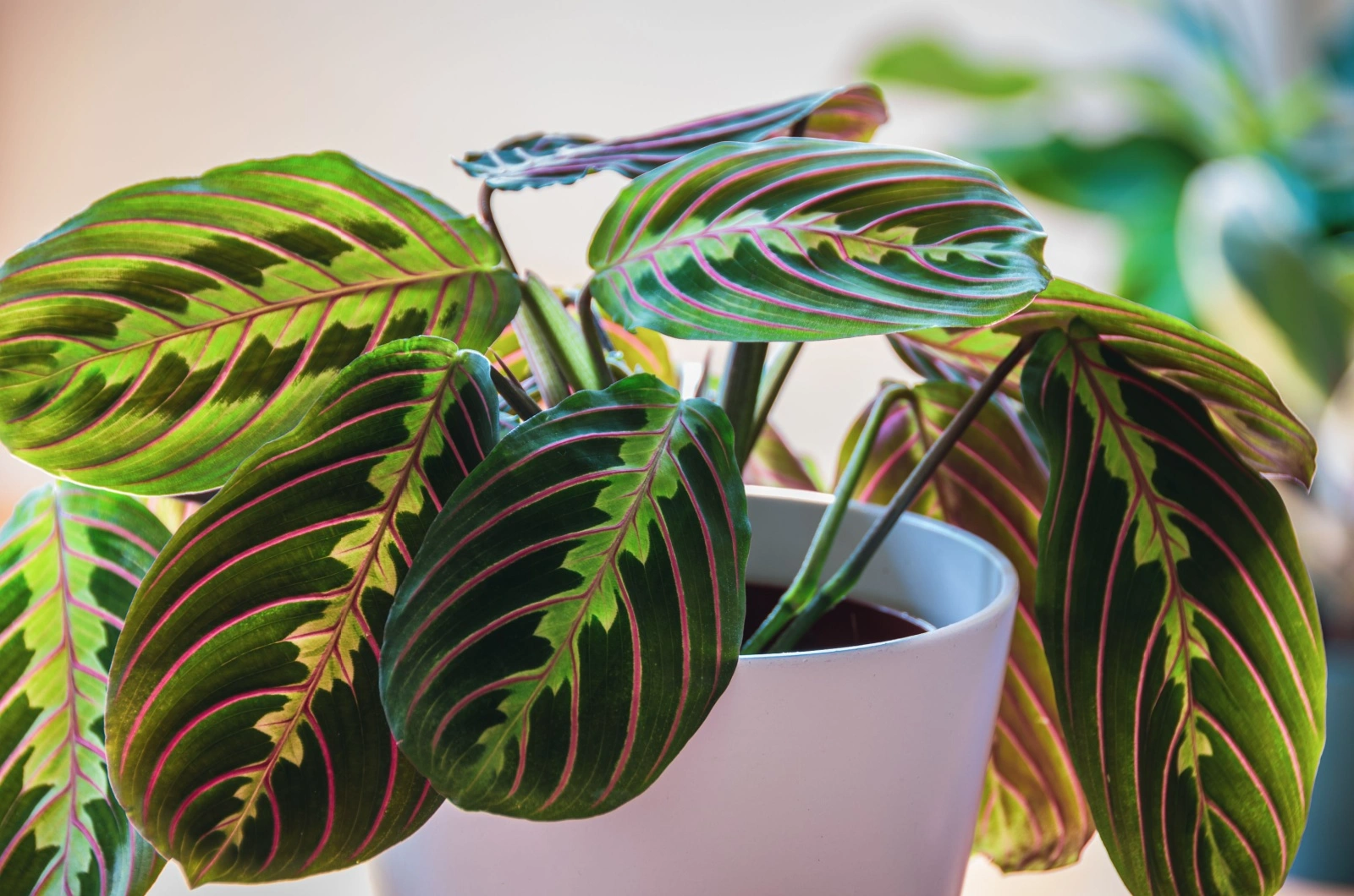 Why is Calathea Plant Drooping? 7 Reasons & 5 Best Solutions